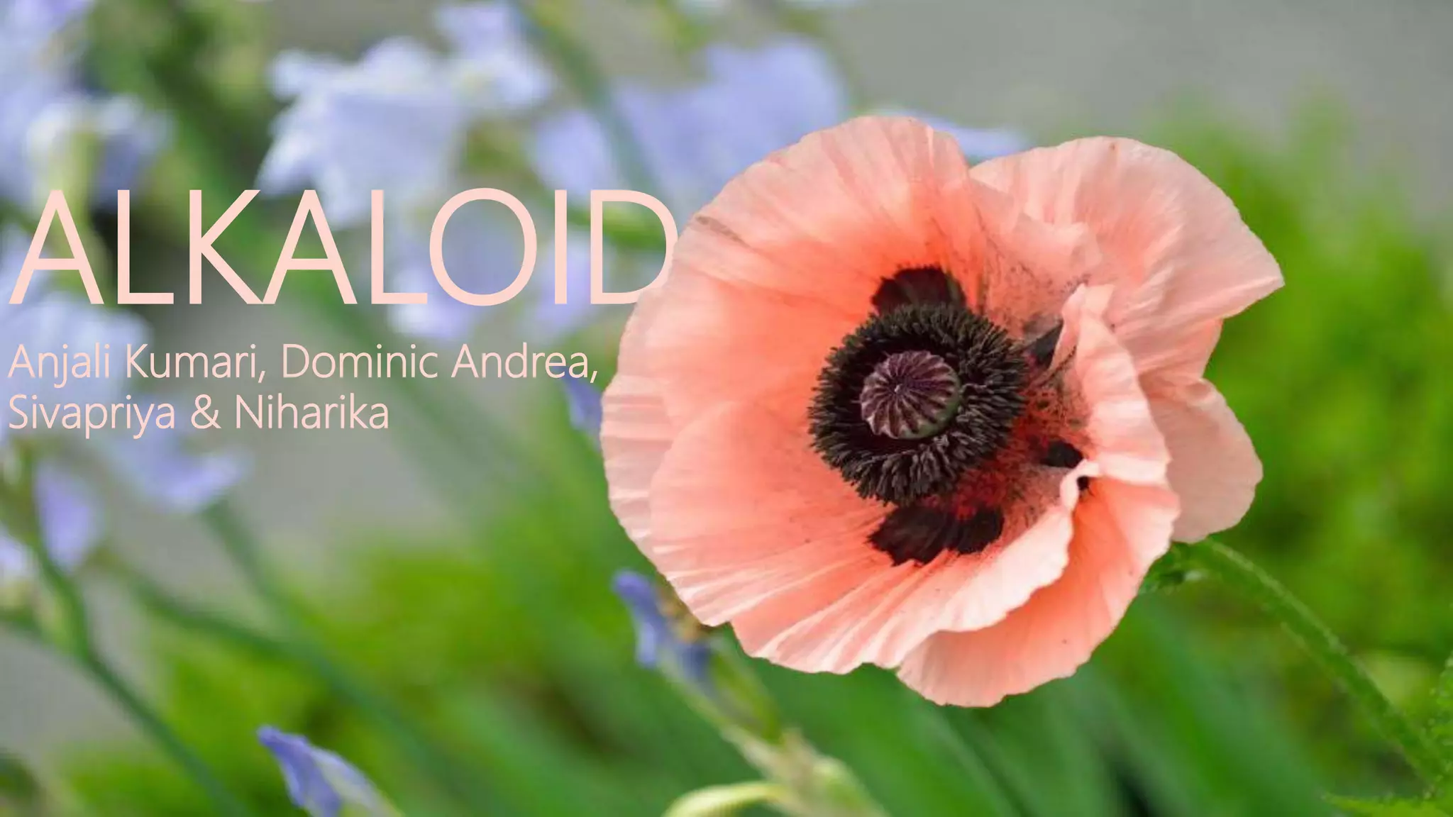 Alkaloids in plants | PPTX