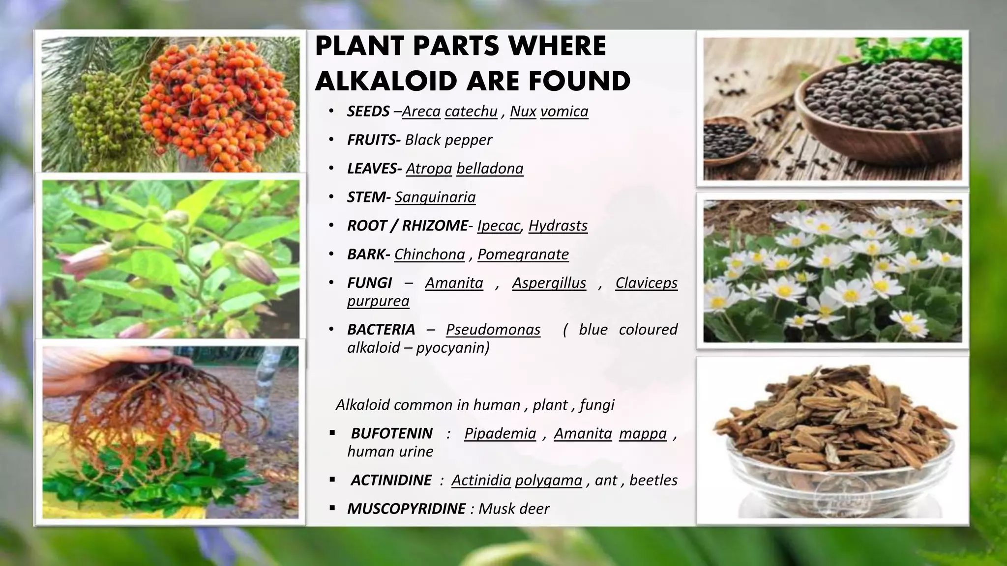 Alkaloids in plants | PPTX