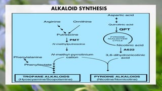 Alkaloids in plants | PPTX