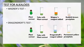 Alkaloids in plants | PPTX