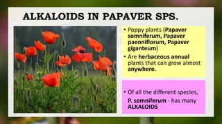 Alkaloids in plants | PPTX