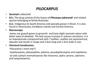 Pharmacognosy and Phytochemistry ALKALOIDS.pptx