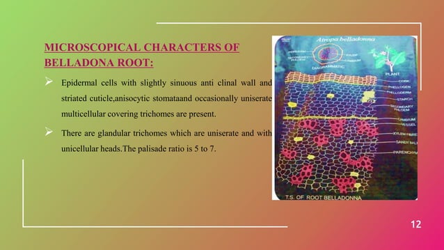 Alkaloids vinca,rauwolfia,belladona,opium | PPTX