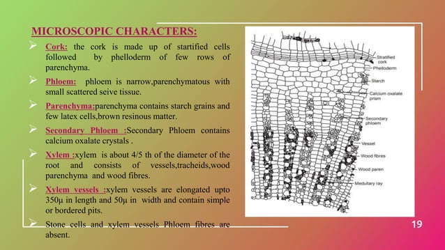 Alkaloids vinca,rauwolfia,belladona,opium | PPTX