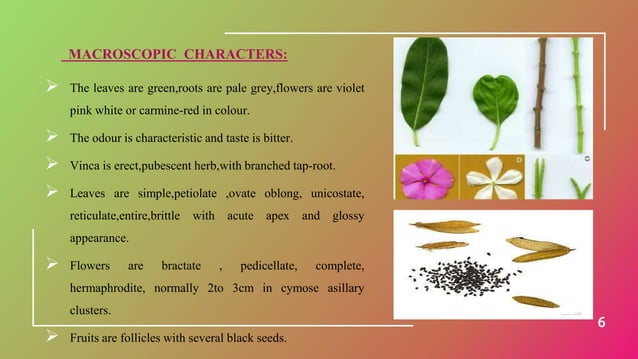 Alkaloids vinca,rauwolfia,belladona,opium | PPTX