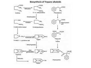 Alkaloids ars | PPTX | Chemistry | Science