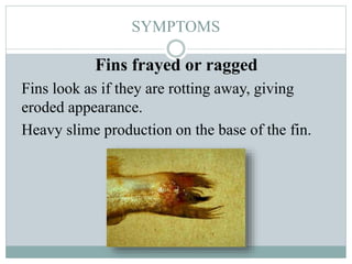 Alkalosis in Fish | PPT