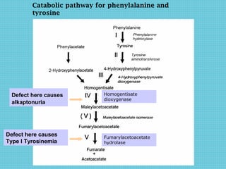 Alkaptonuria | PPT