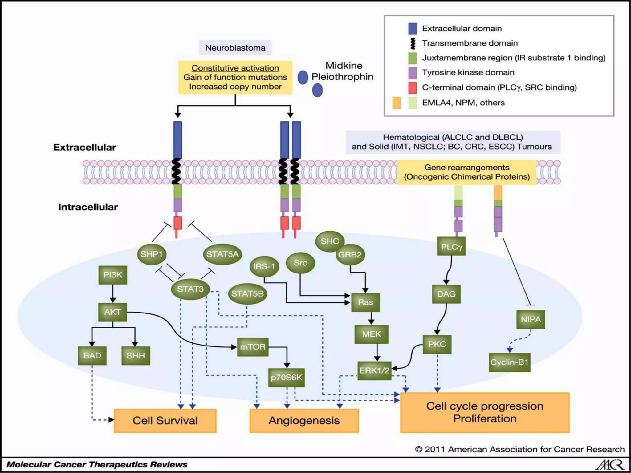 ALK INHIBITORS NSCLC.pptx