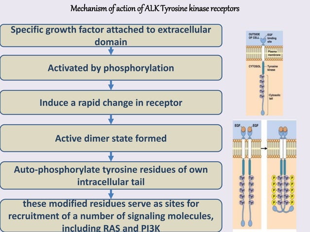 Alk positive lymphoma | PPT