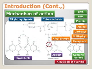 Alkylating agents | PPTX