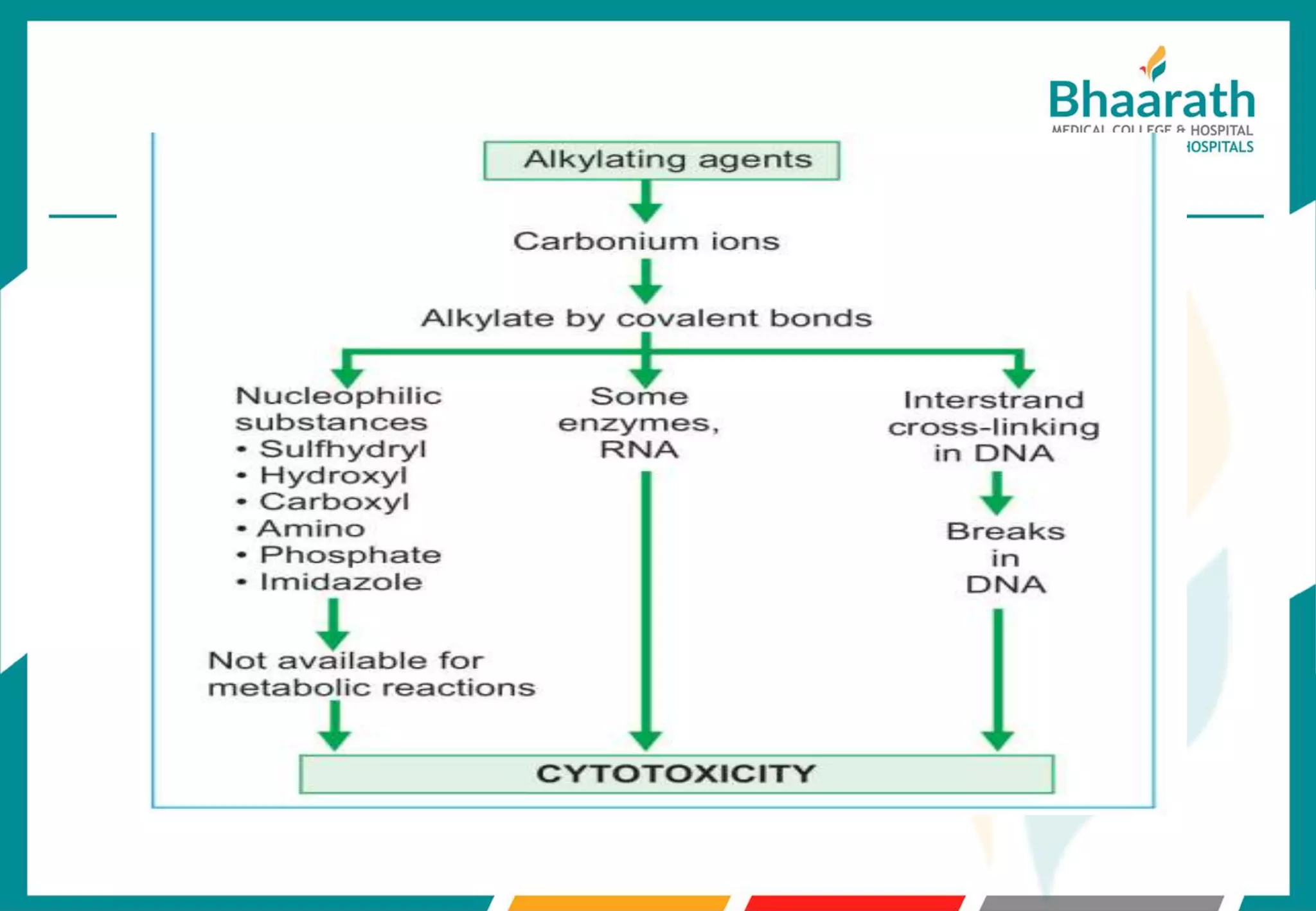 alkylating agents.pptx