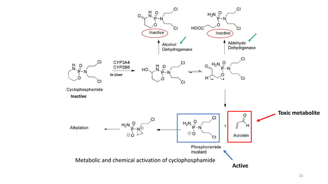 Alkylating agents -Medicinal Chemistry | PDF | Cancer | Diseases and ...