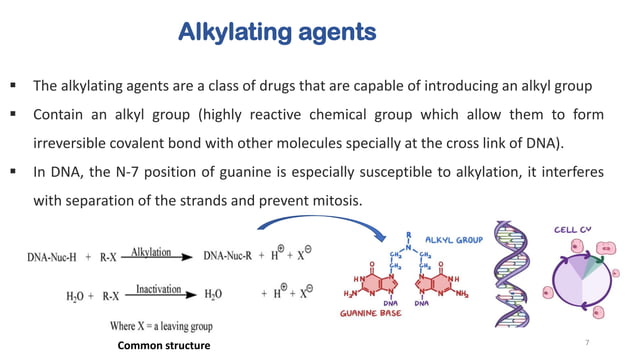 Alkylating agents -Medicinal Chemistry | PDF | Cancer | Diseases and ...
