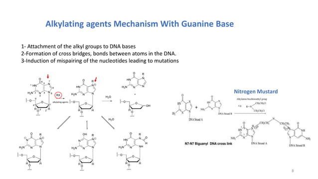 Alkylating agents -Medicinal Chemistry | PDF | Cancer | Diseases and ...