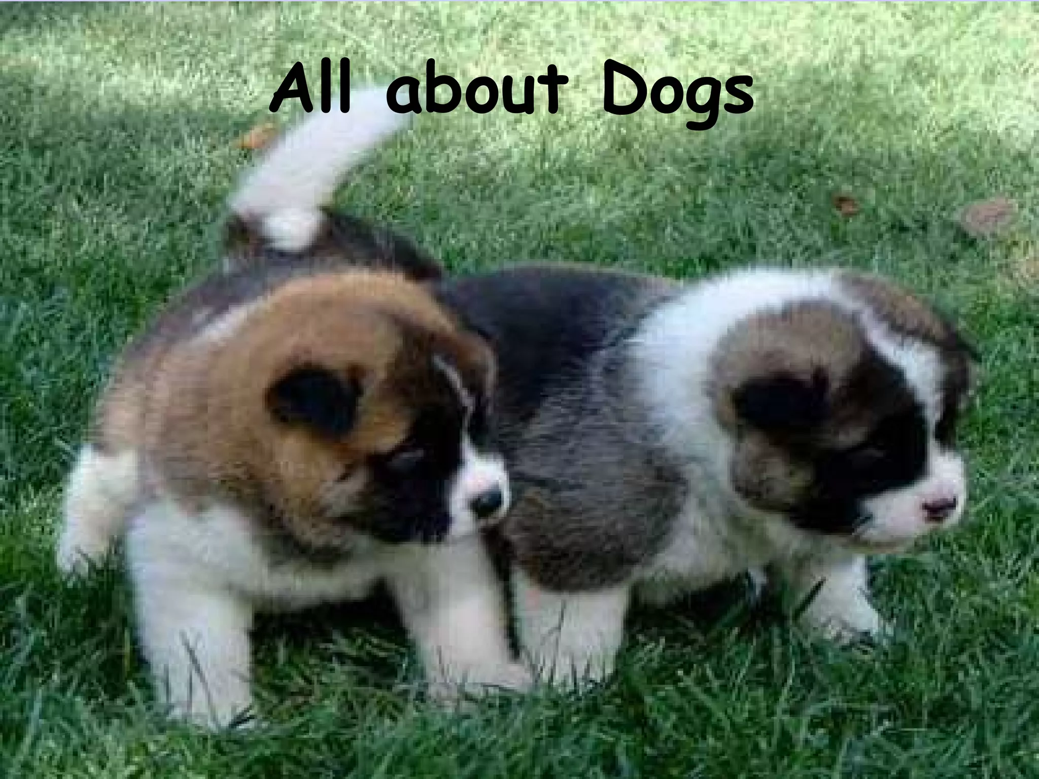 All about dogs | PPS