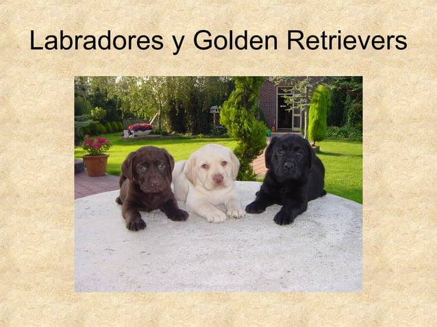 All about dogs | PPS