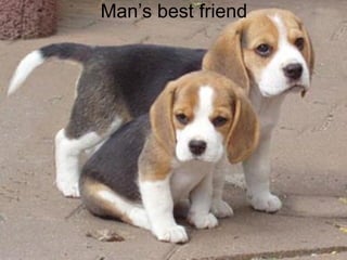 All about dogs | PPS