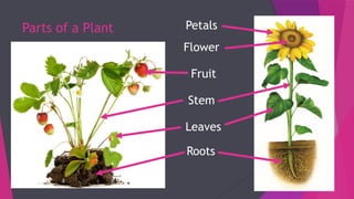 All-About-Plants.All-about-Plant.All-about-Plant | PPTX