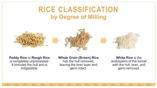 All-About-Rice-Update.pptx