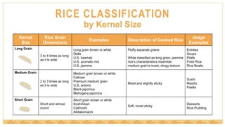 All-About-Rice-Update.pptx