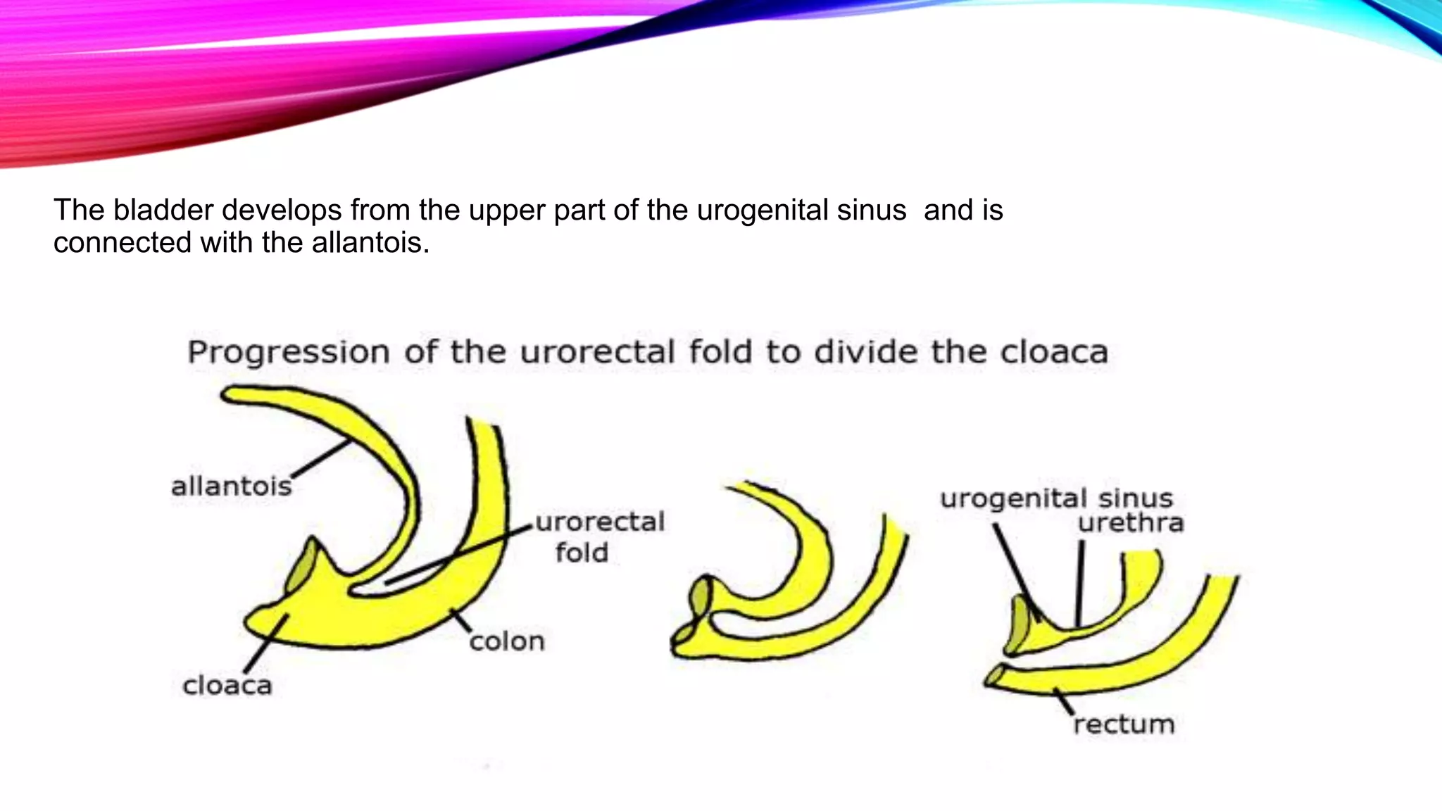 Development of Urinary Bladder | PPTX