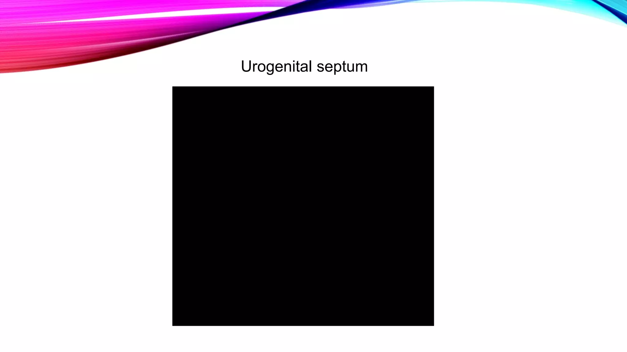 Development of Urinary Bladder | PPTX
