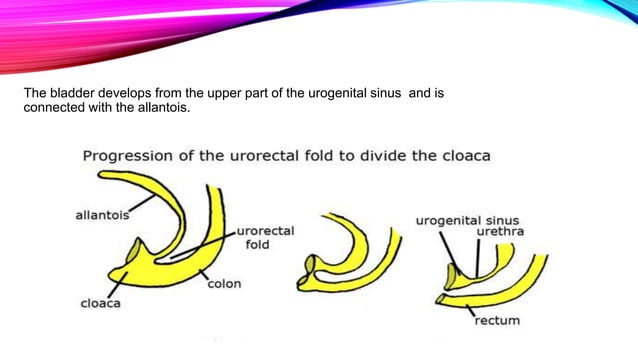 Development of Urinary Bladder | PPTX