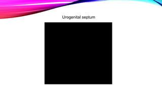 Development of Urinary Bladder | PPTX