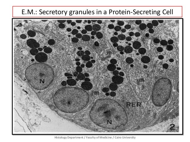 All 1st Midterm slides - Prac. Histology