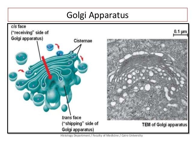De Histology Golgi Complex Golgi Apparatus