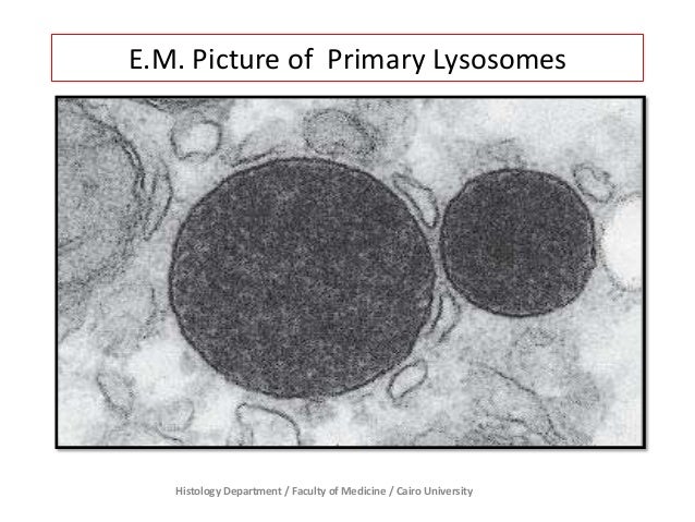 All 1st Midterm slides - Prac. Histology