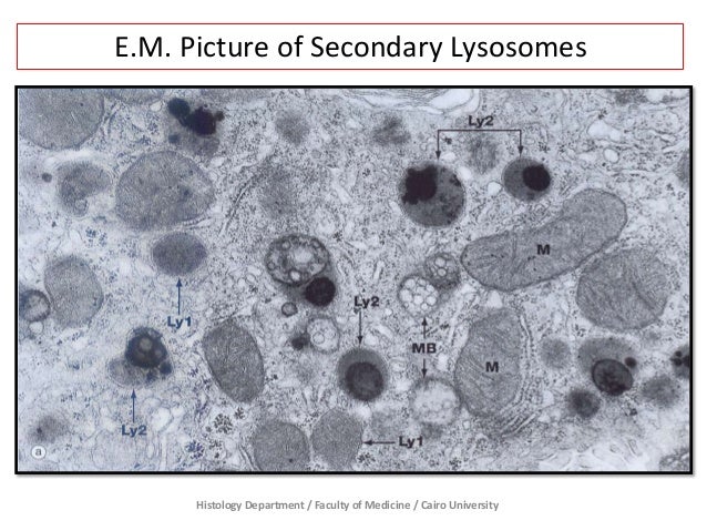 All 1st Midterm slides - Prac. Histology