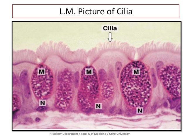 All 1st Midterm slides - Prac. Histology
