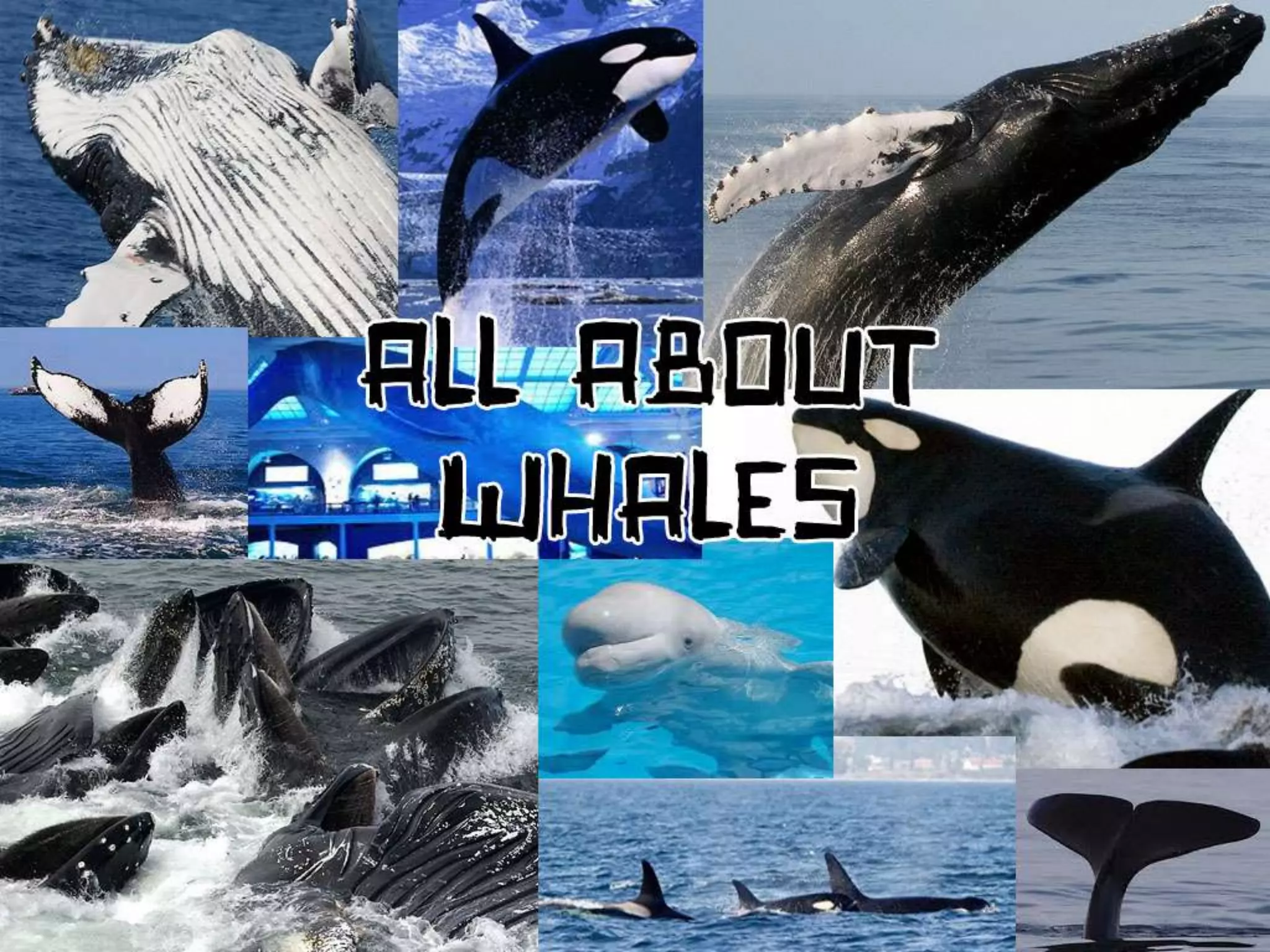 All about whales | PPTX