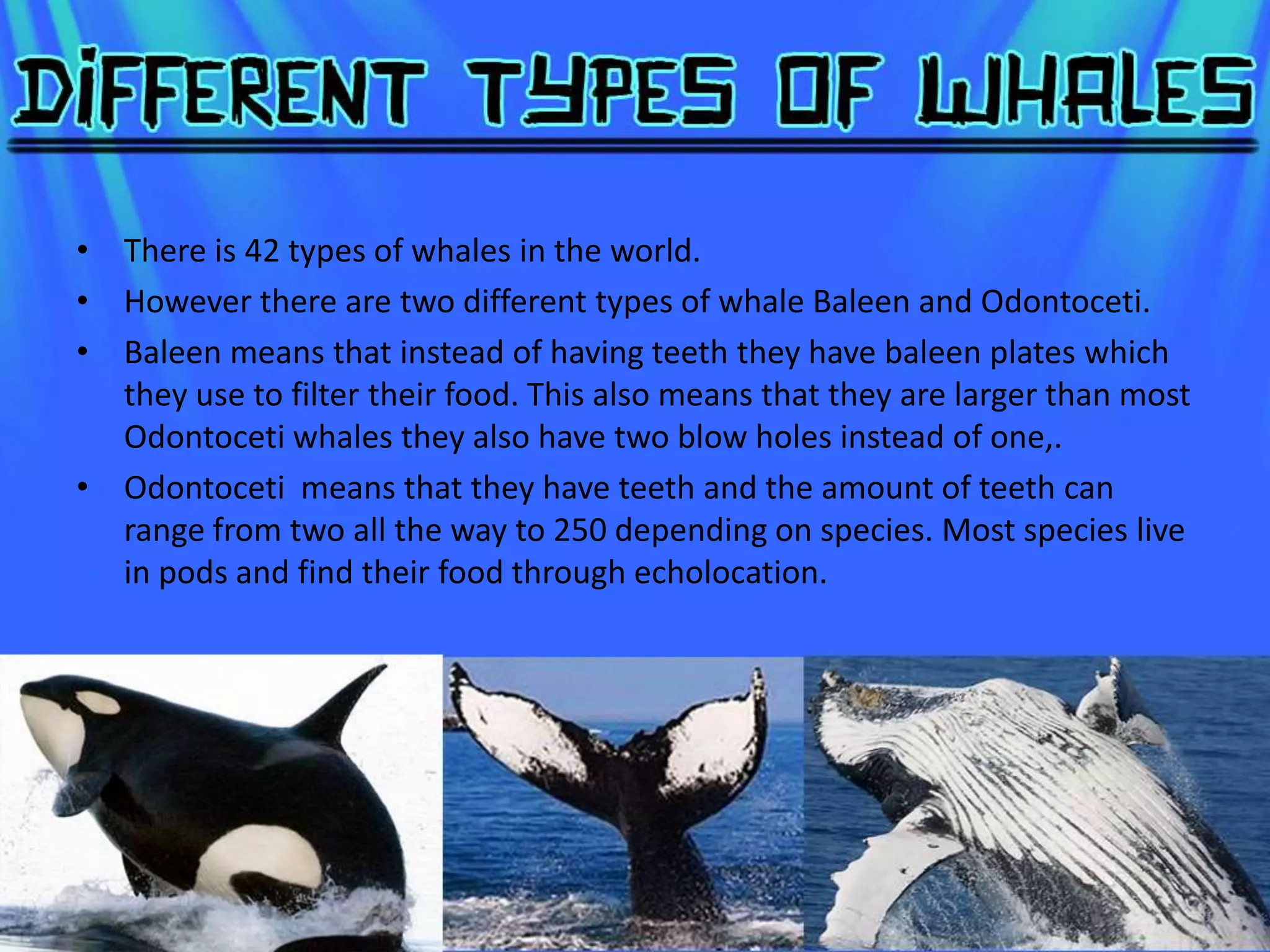 All about whales | PPTX