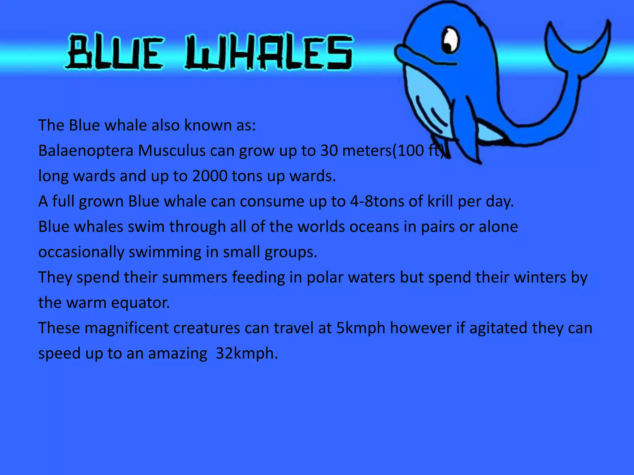 All about whales | PPTX