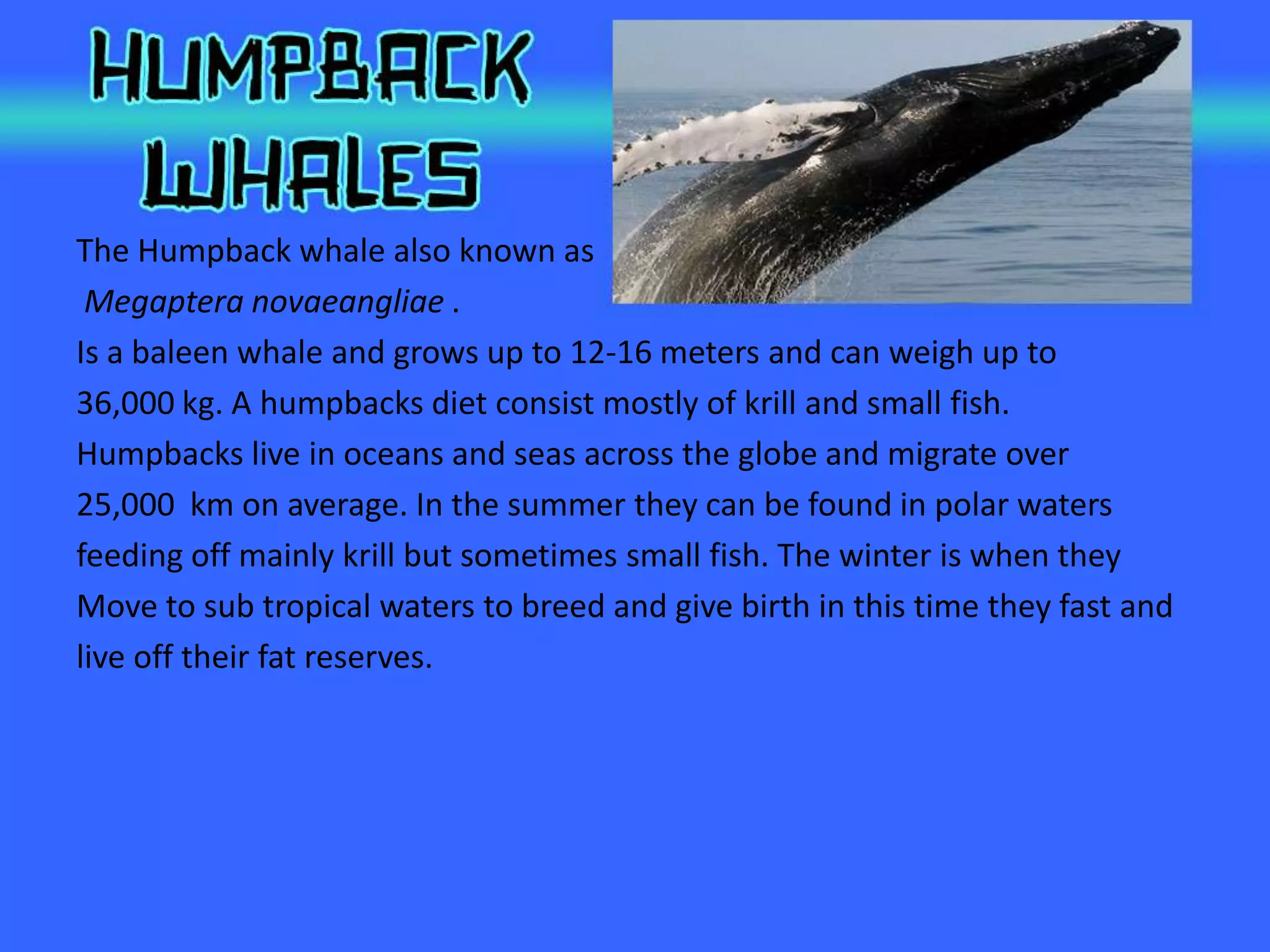 All about whales | PPTX