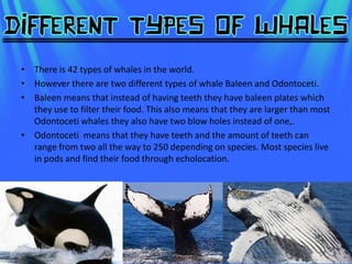 All about whales | PPTX