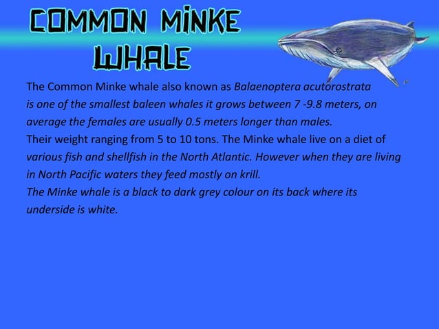 All about whales | PPTX