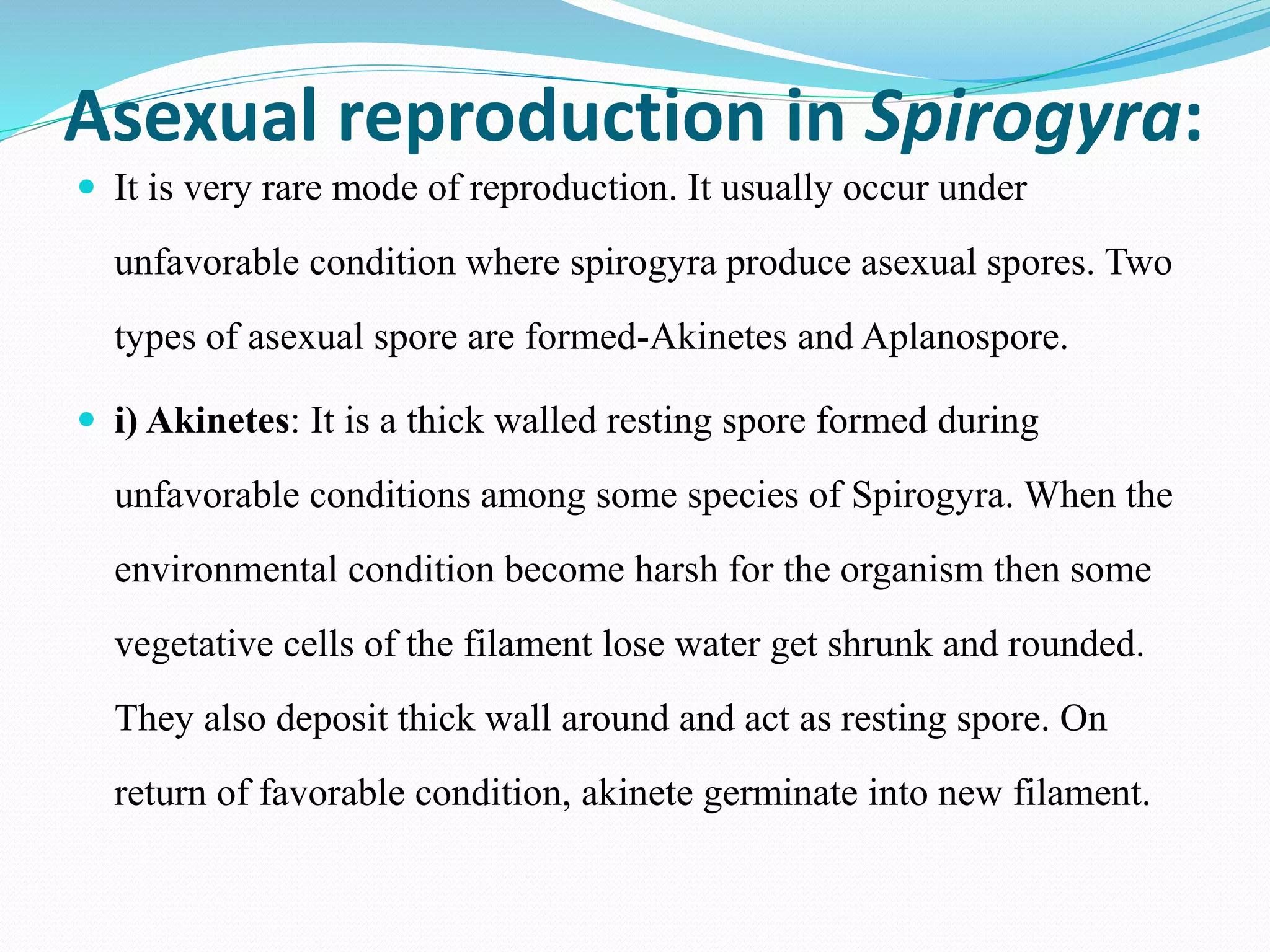 All about about spirogyra.pptx
