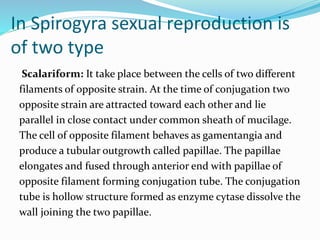 All about about spirogyra.pptx