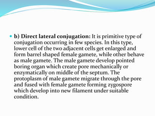 All about about spirogyra.pptx