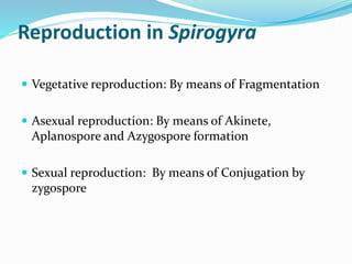 All about about spirogyra.pptx
