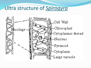 Spirogyra Structure