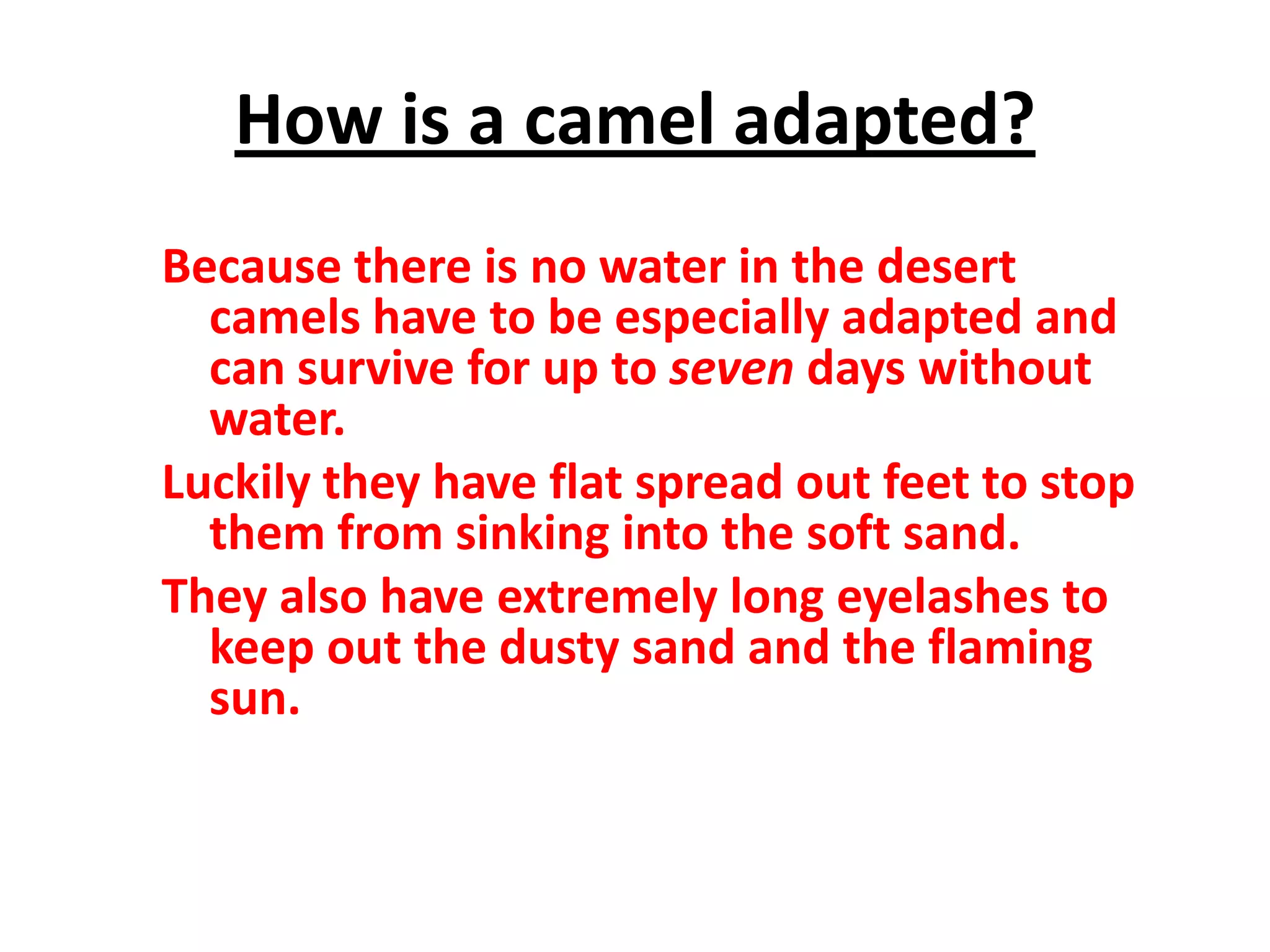All about a camel in a desert! | PPTX