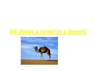 All about a camel in a desert! | PPT