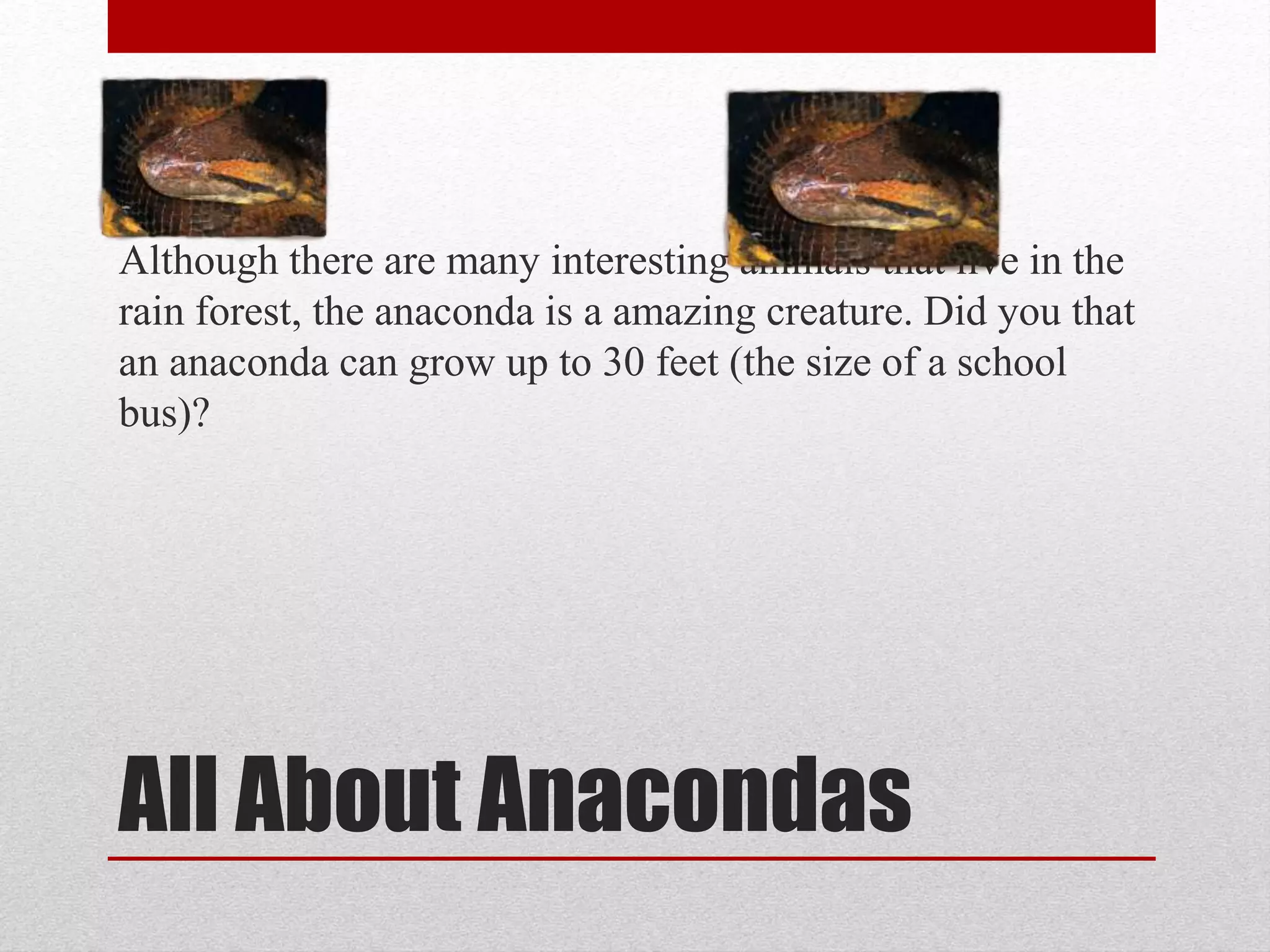 All about Anacondas | PPTX