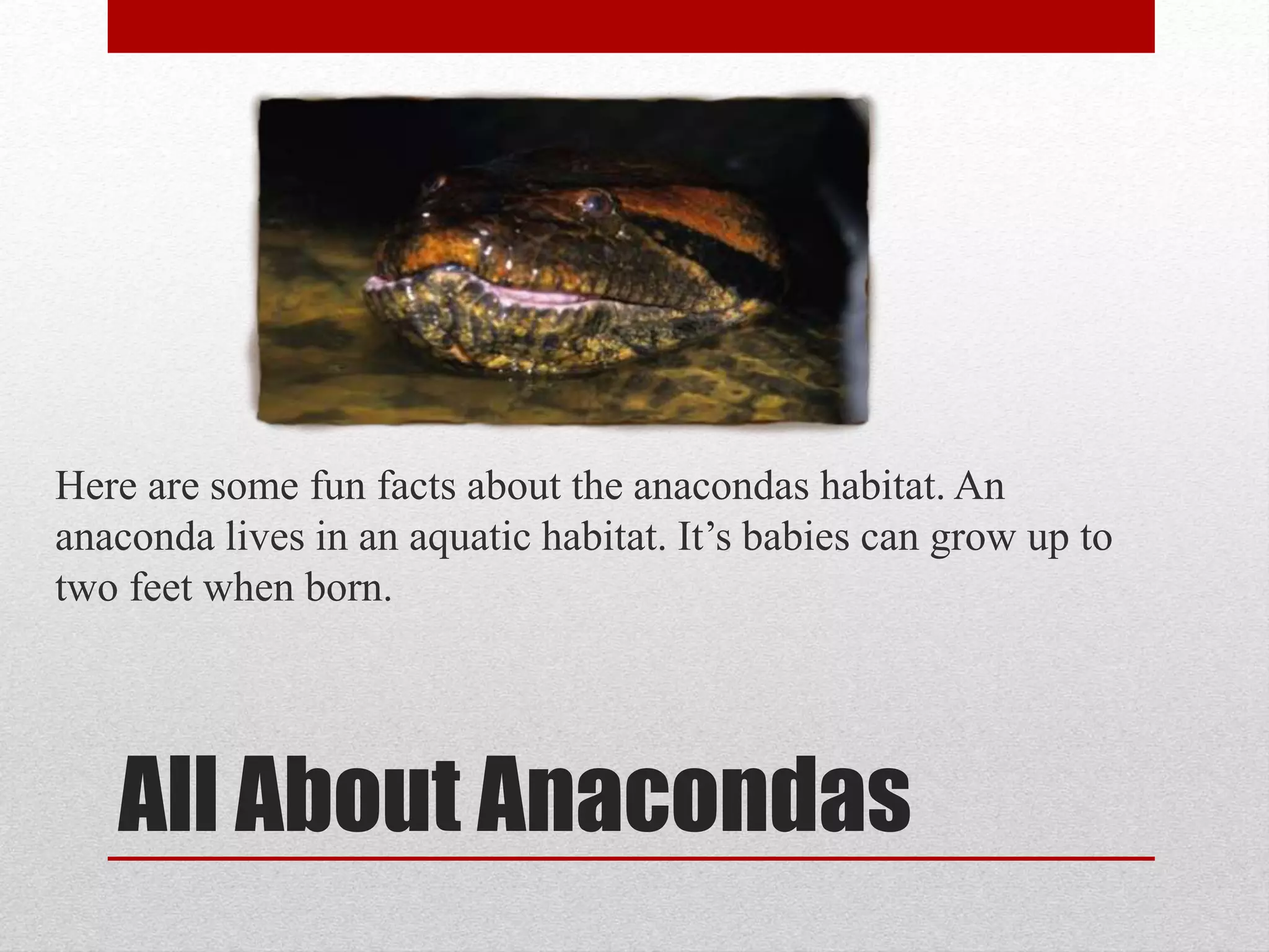 All about Anacondas | PPT