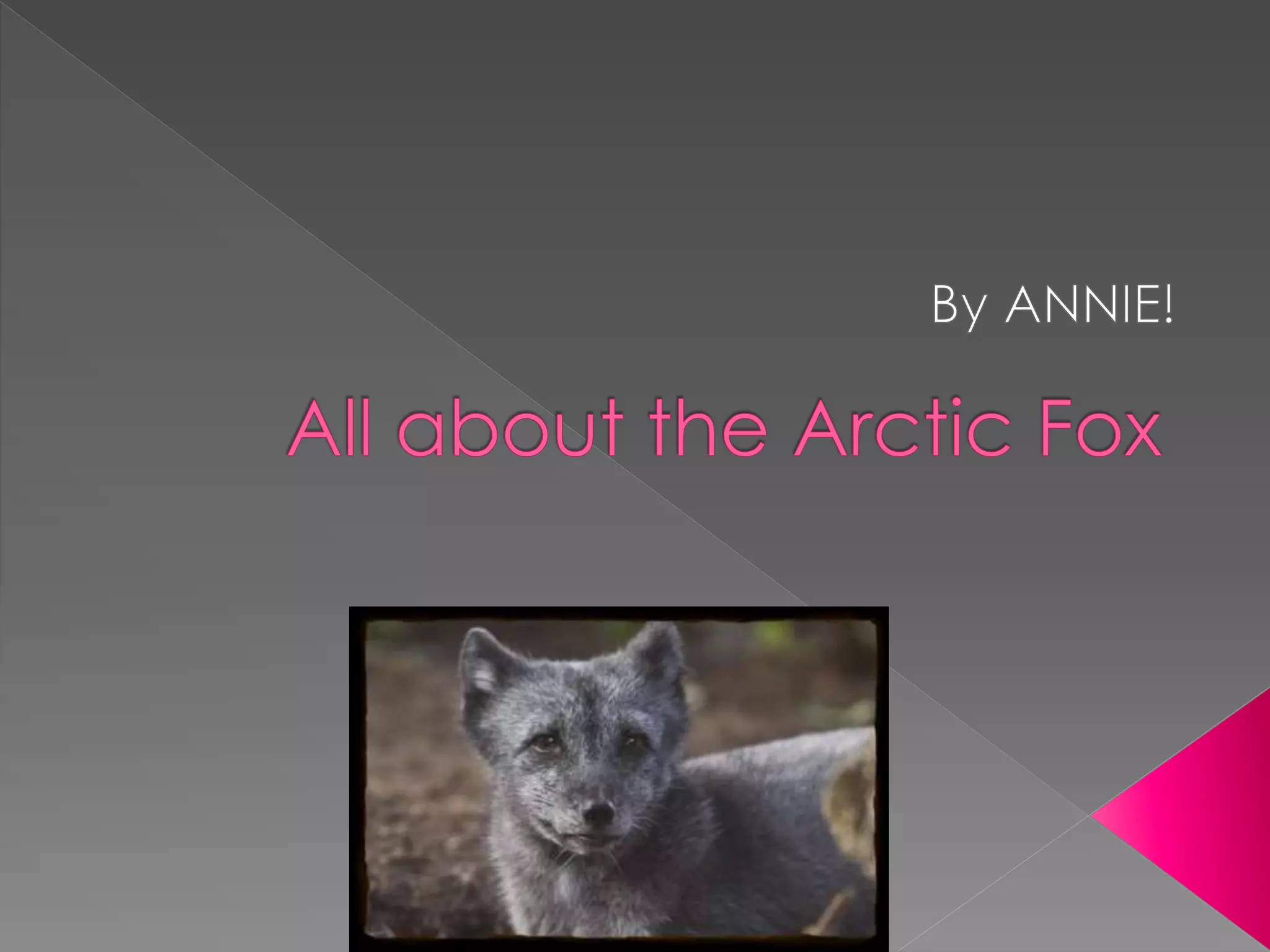 All about Arctic Foxes | PPTX